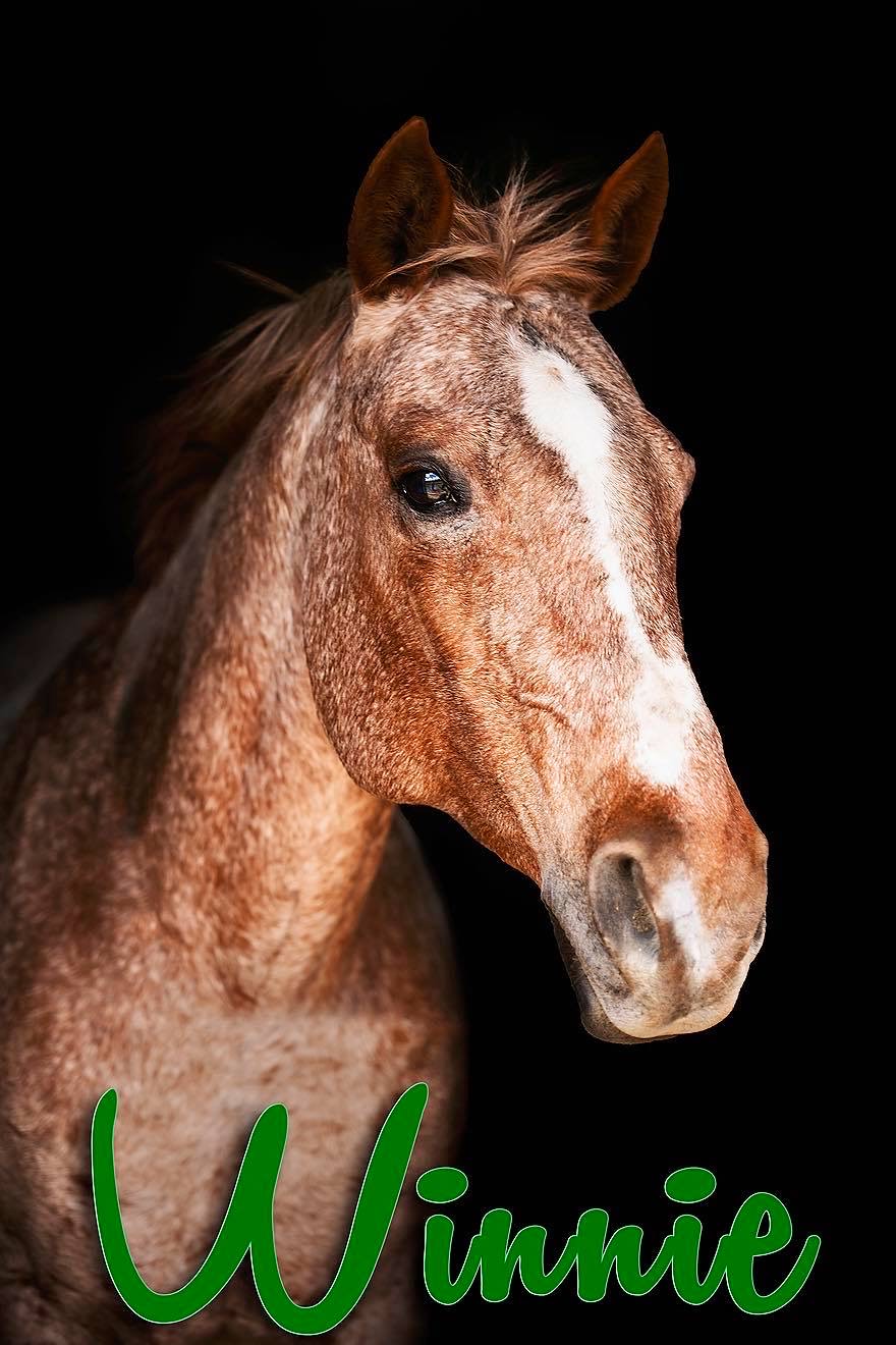 Equines – Victoria Acres Equine Facility